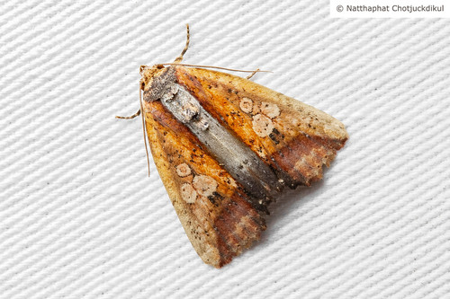 Bagada labi · iNaturalist