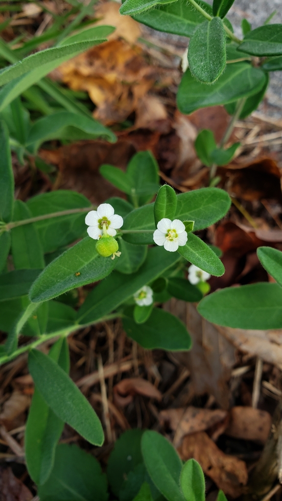 False Flowering Spurge from Moses Turn, Greeneville, TN 37743, USA on ...
