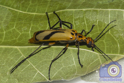 Pyrota signata · iNaturalist Mexico