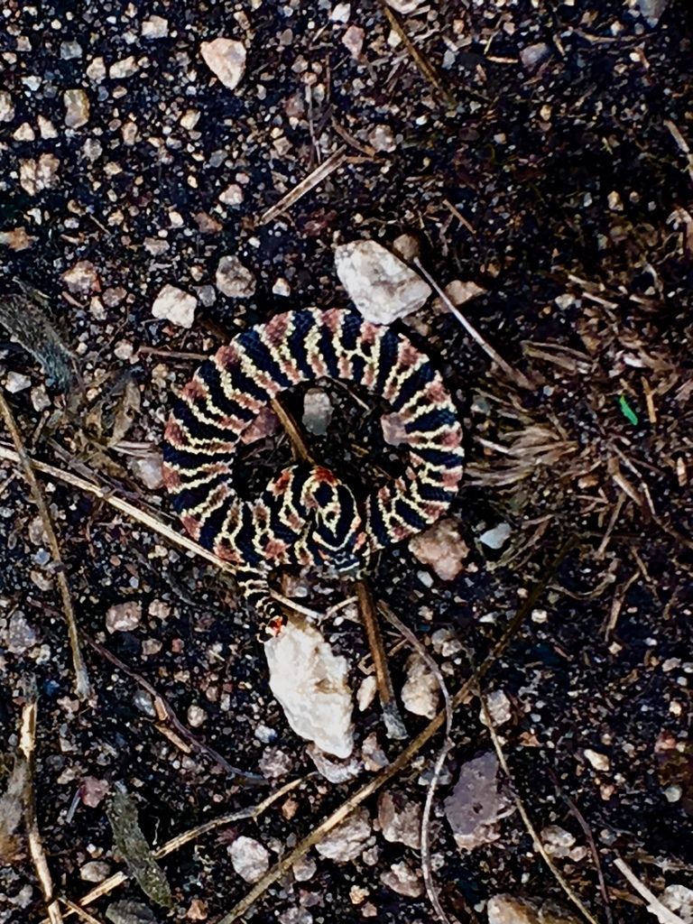 Jan's Hognose Snake (Xenodon histricus) - Snakes and Lizards