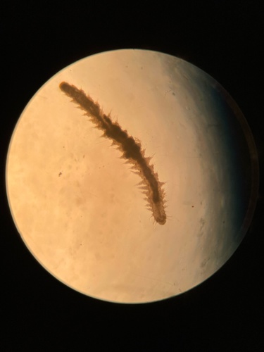 Genus Microphthalmus · iNaturalist