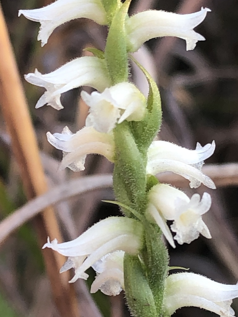 yellow nodding ladies' tresses from Tampier Slough Woods (Cook County ...