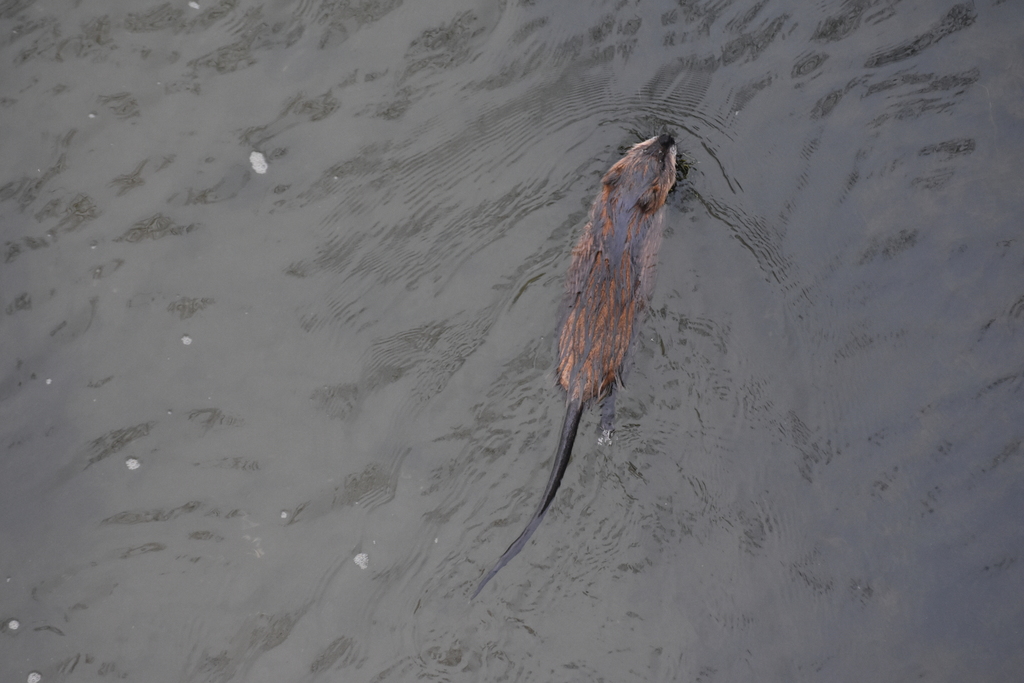 Muskrat from Knox County, TN, USA on October 12, 2021 at 10:07 AM by ...