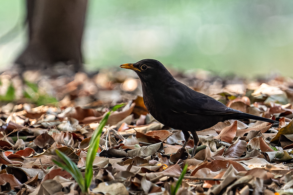 Chinese Blackbird from Chaloem Phrakiat Rama IX Park - Taphan Hin ...