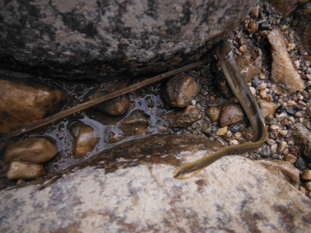 Silver Lamprey from Division No. 23, MB, Canada on July 21, 2013 by ...
