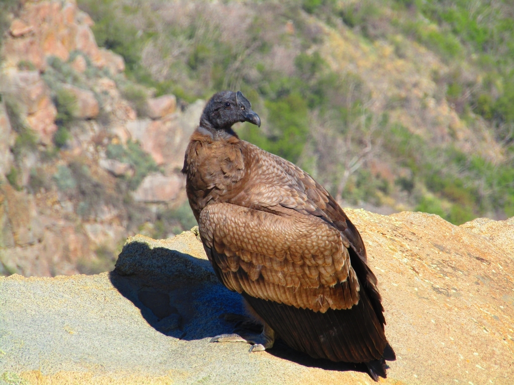 Andean Condor in October 2021 by JFPA Kinesiología - Aire Libre Quilpué ...