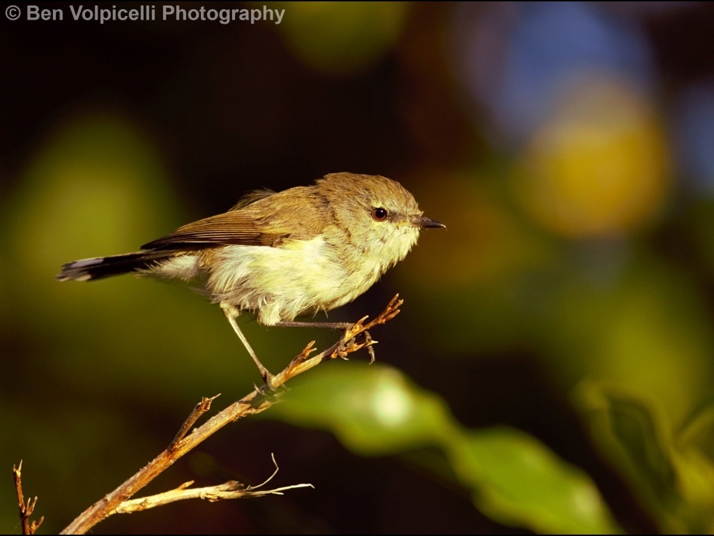 Gray Gerygone from Makara Peak Mountain Bike Park, Karori, Wellington ...