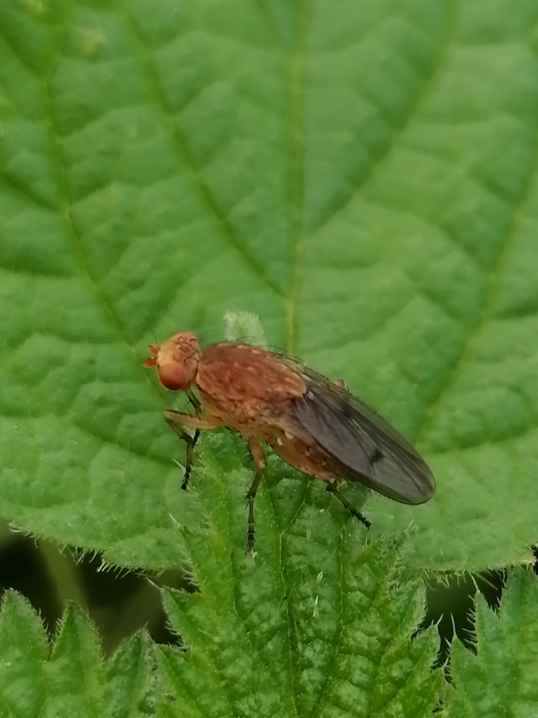 Suillia from Værløse, 3500 Værløse, Danmark on October 13, 2021 at 01: ...