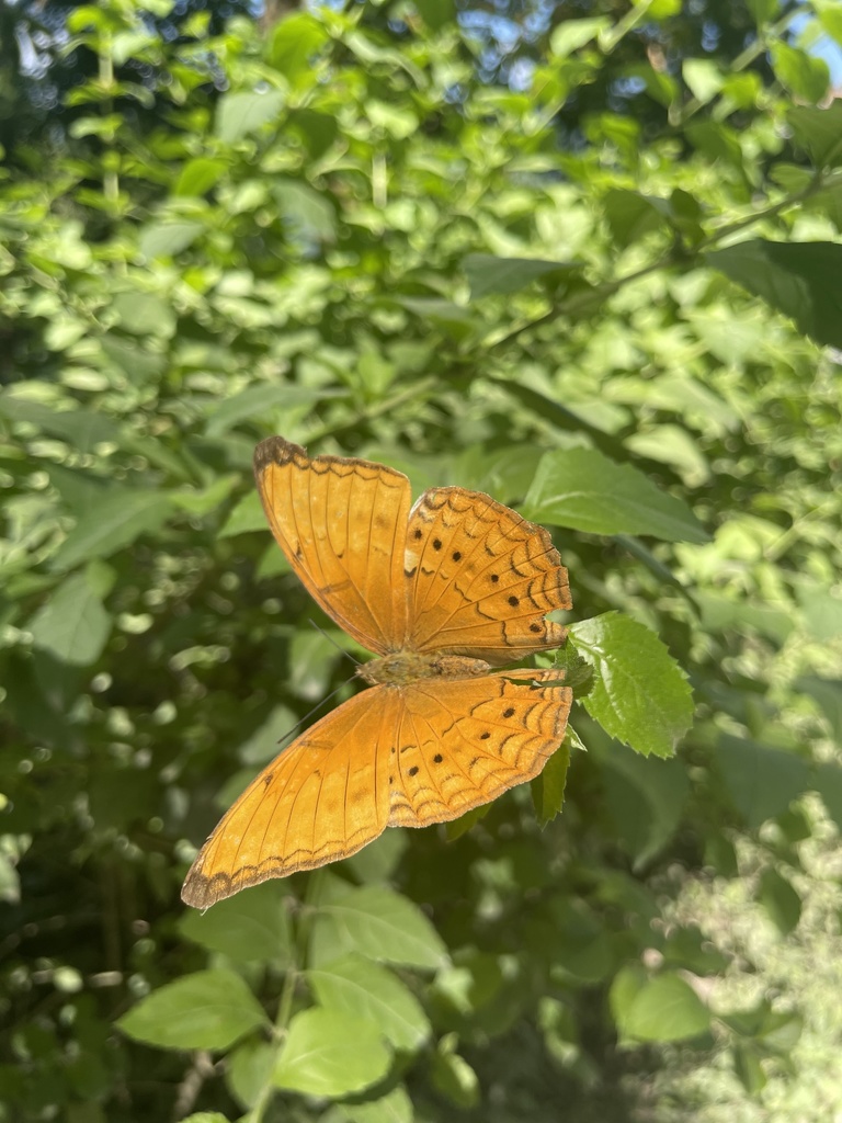 Large Yeoman from Kanger Ghati National Park, Namchi, SK, IN on October ...