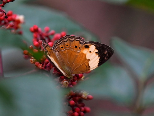Cupha arias · NaturaLista Colombia
