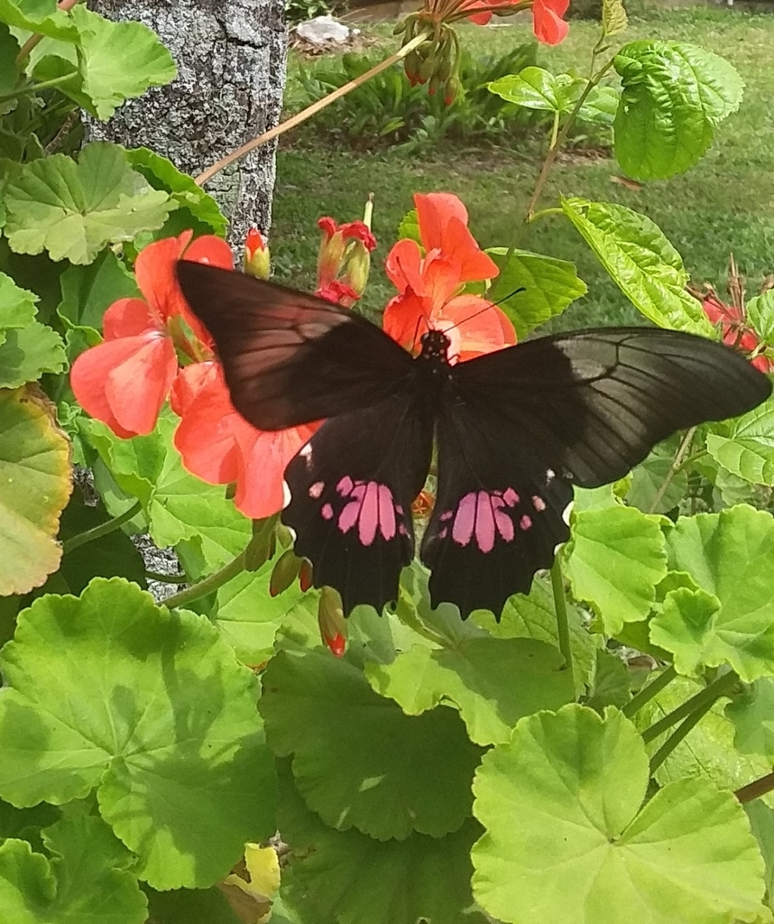 Ruby-spotted Swallowtail from Partenon on October 13, 2021 at 02:51 PM ...