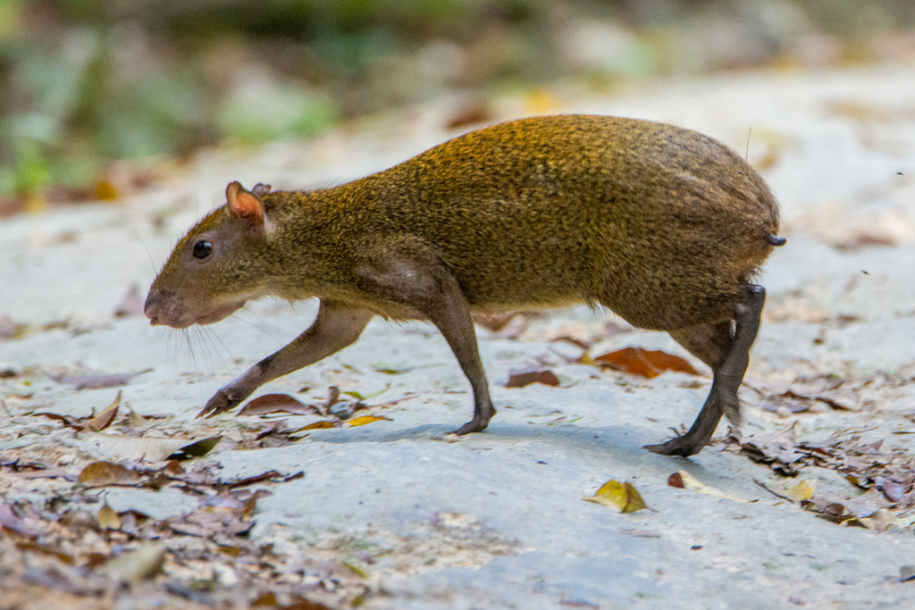 Central American Agouti from Tikal, Guatemala on May 2, 2017 at 10:47 ...