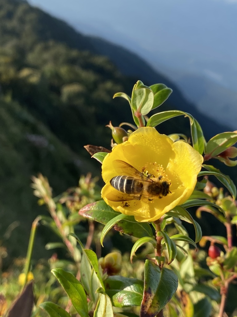 Himalayan Giant Honey Bee from Pong Nam Ron, Fang, Chiang Mai, TH on ...