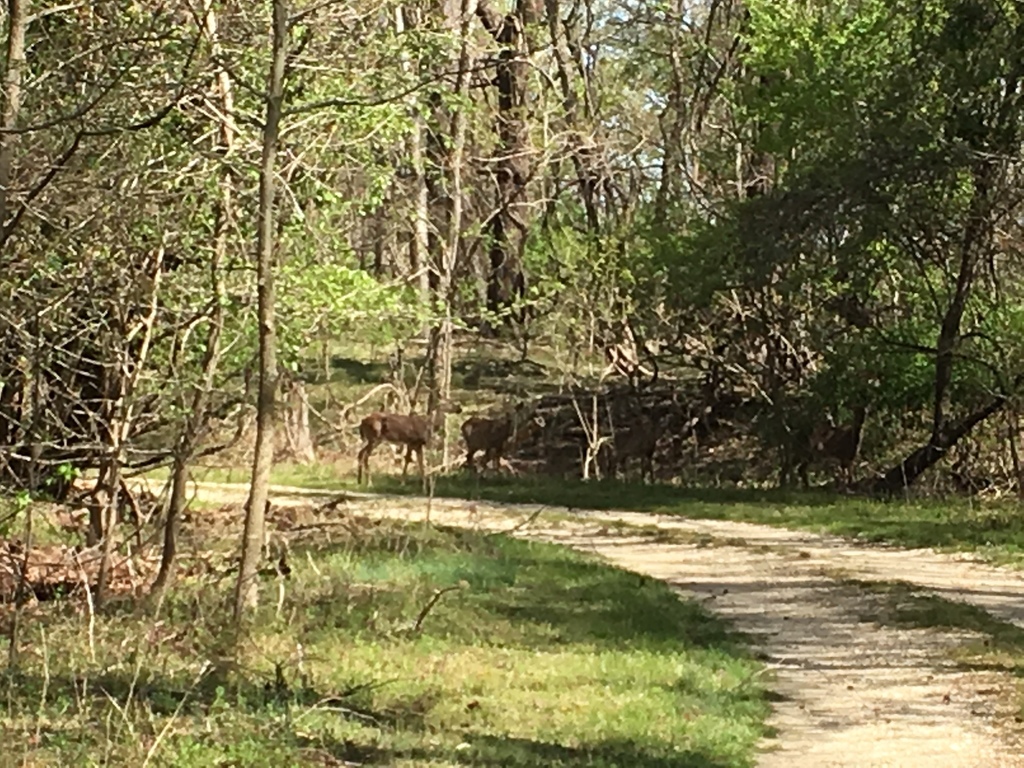 White-tailed Deer from 16000 Croom Airport Rd, Upper Marlboro, MD, US ...