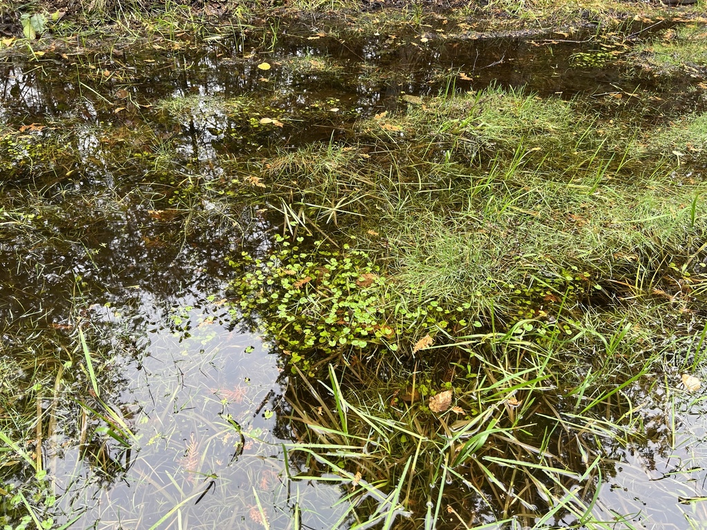 Floating Marsh-marigold in October 2021 by blue543 · iNaturalist