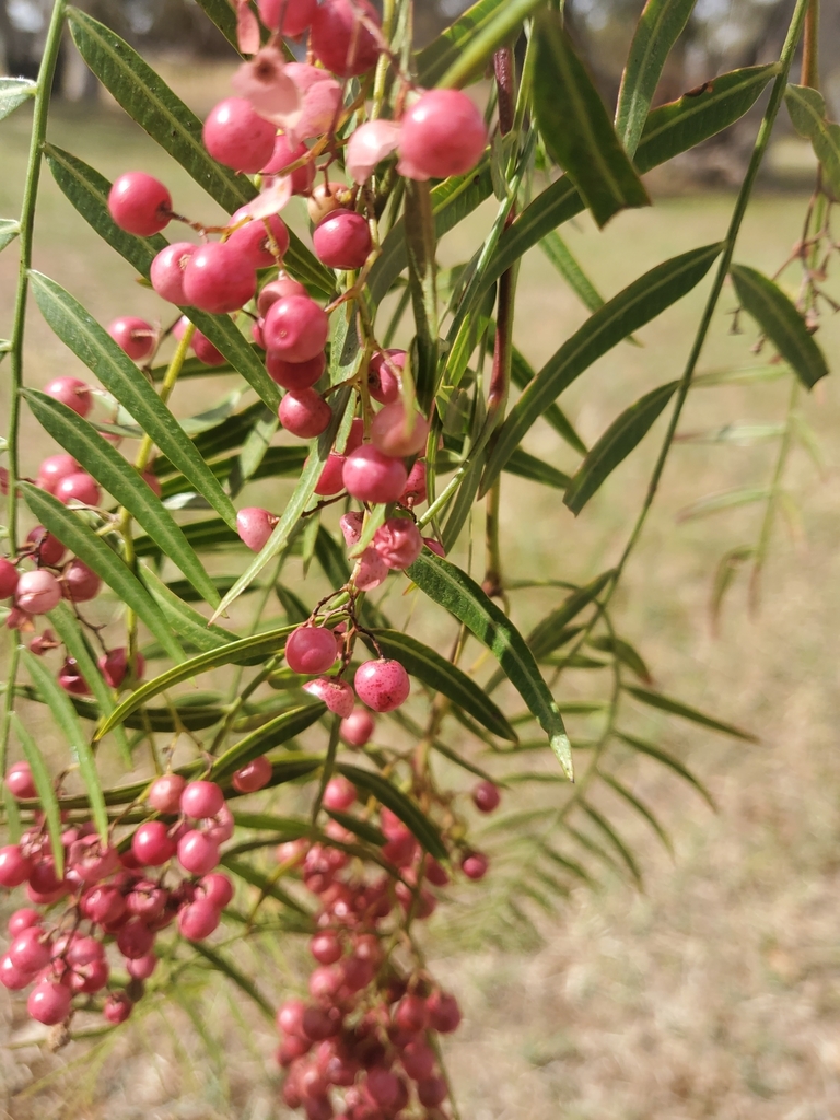 Peppercorn Tree from Towitta SA 5353, Australia on October 14, 2021 at ...