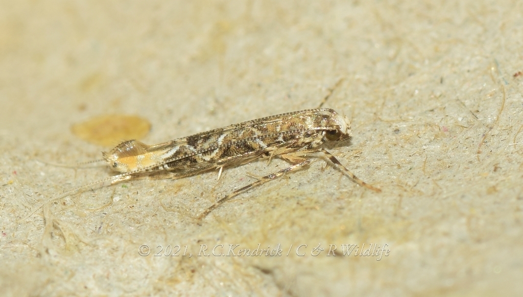 Conopomorpha litchiella from Wah King Hill, Hong Kong on June 10, 2021 ...