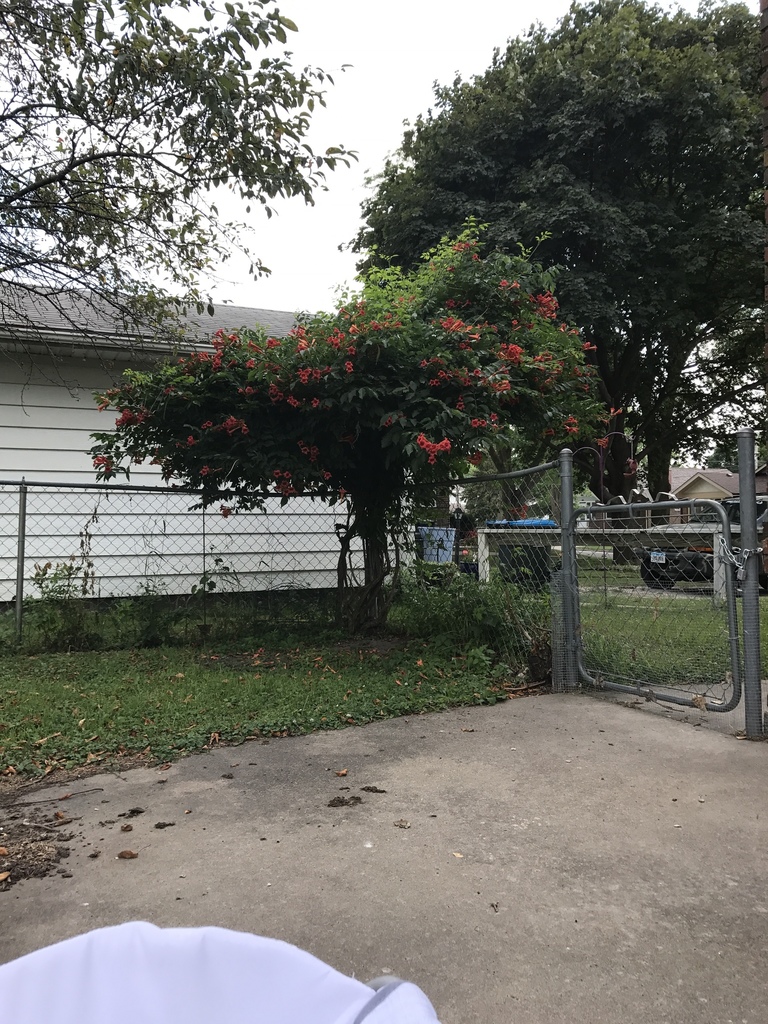 American trumpet vine in July 2017 by Karen Vogel · iNaturalist