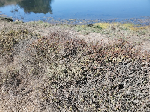 Observations by jaggerjoyner · iNaturalist