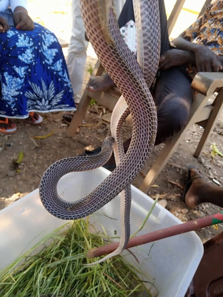 African File Snake from kpomasse on October 13, 2021 by christian ...