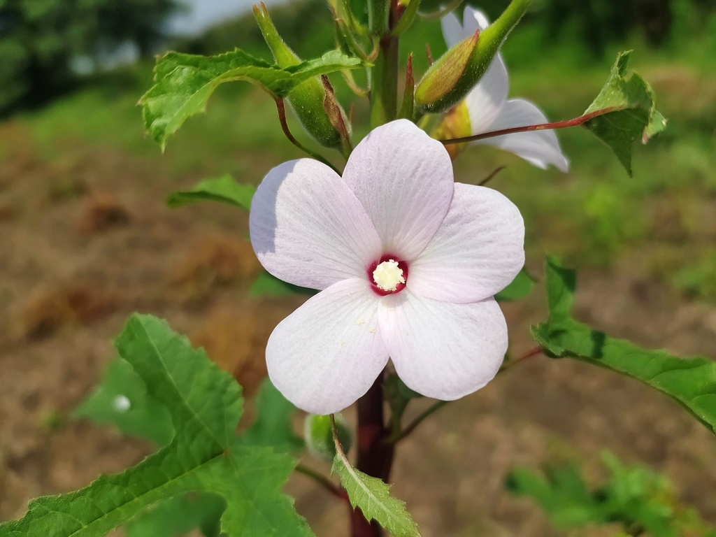 Abelmoschus ficulneus from Dhamori, Kopargaon, Maharashtra 423607 ...