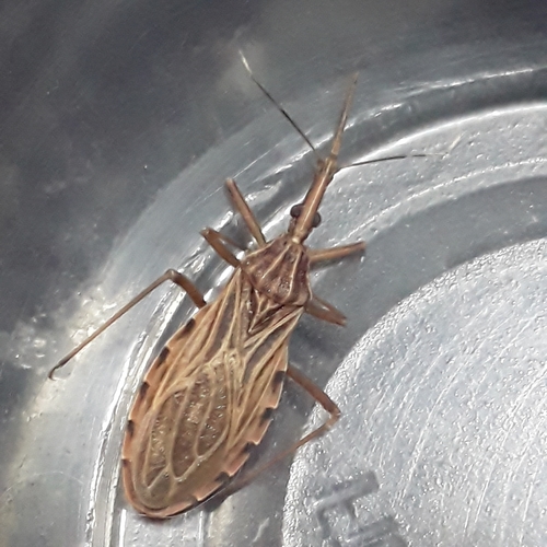 Tribu Rhodniini · iNaturalist Mexico