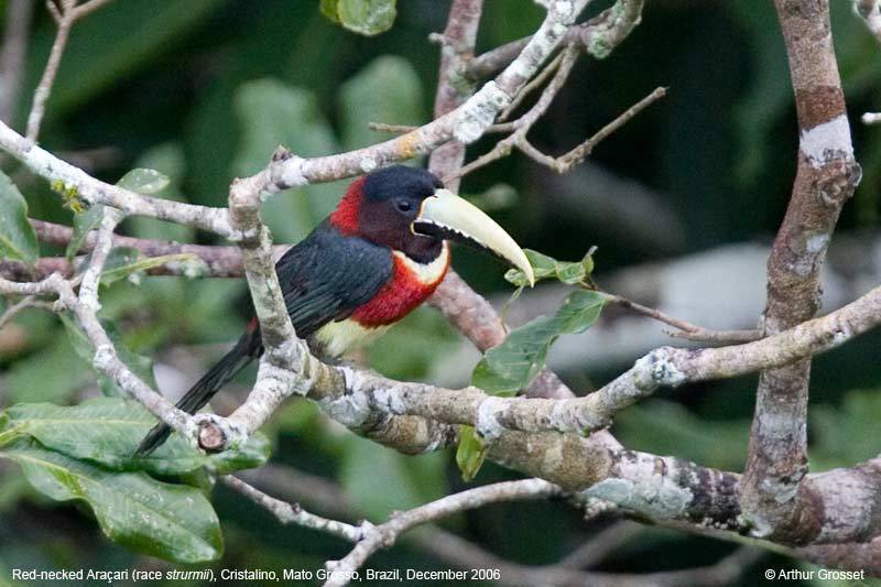 Red-necked Aracari in December 2006 by Arthur Grosset. Red-necked ...
