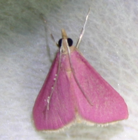 Inornate Pyrausta Moth from Tokio, Japan on October 15, 2021 at 12:44 ...