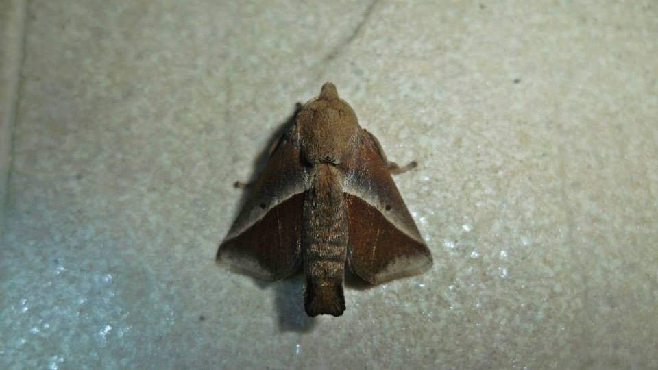 Thosea vetusta from Bukit Panjang, Singapore on July 13, 2011 at 01:42 ...