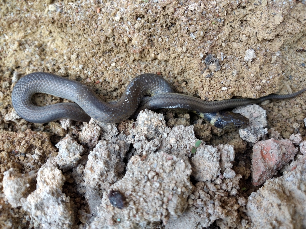 Military Ground Snake from São Sebastião do Anta - MG, 35334-000 ...