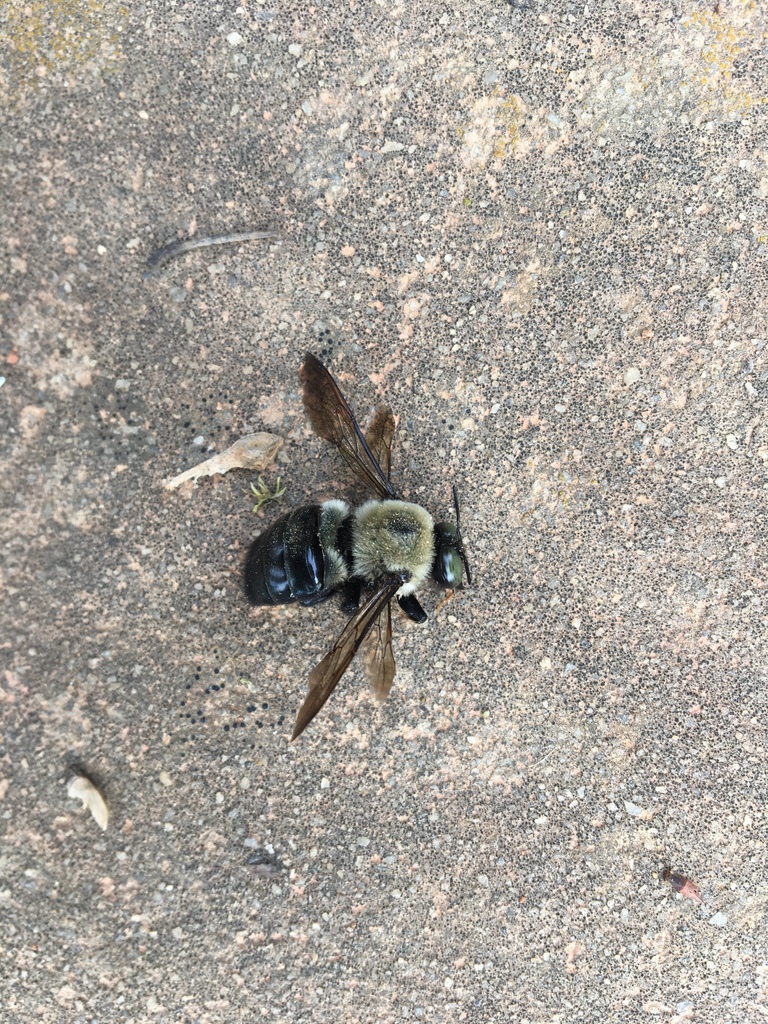 Eastern Carpenter Bee from University Dr, Greensboro, NC, US on April ...