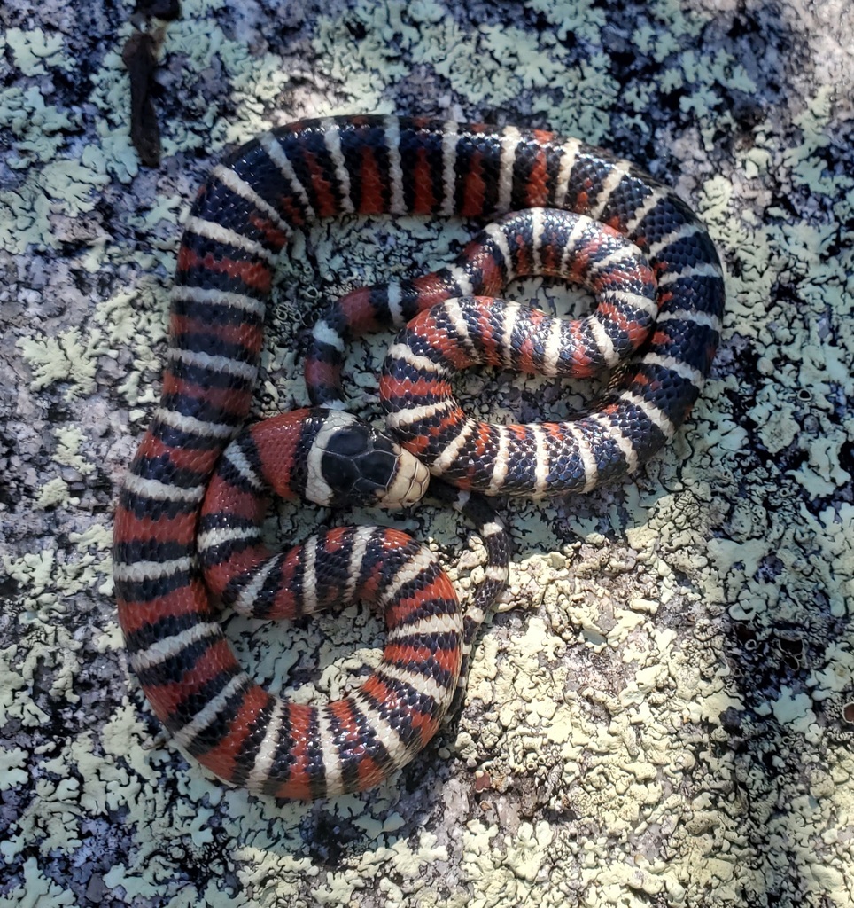 Arizona Mountain Kingsnake in October 2021 by Brian Hinds · iNaturalist
