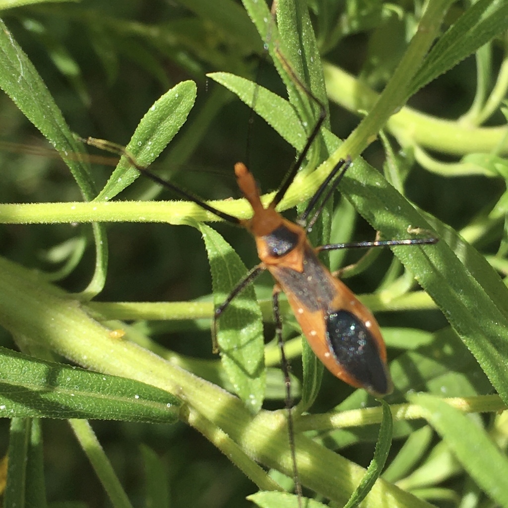 Milkweed Assassin Bug from Conservancy Dr E, Tallahassee, FL, US on ...