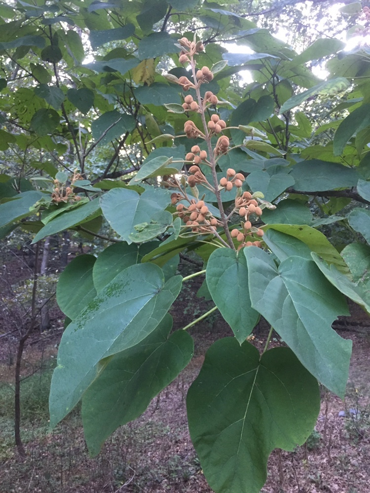 princess tree from Goose Run Ct, Inwood, WV, US on October 14, 2021 at ...