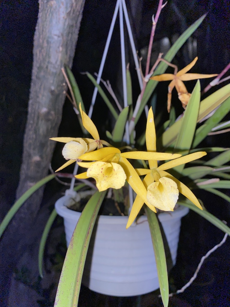 Comet Orchids on September 22, 2021 at 09:40 PM by David Robertson ...