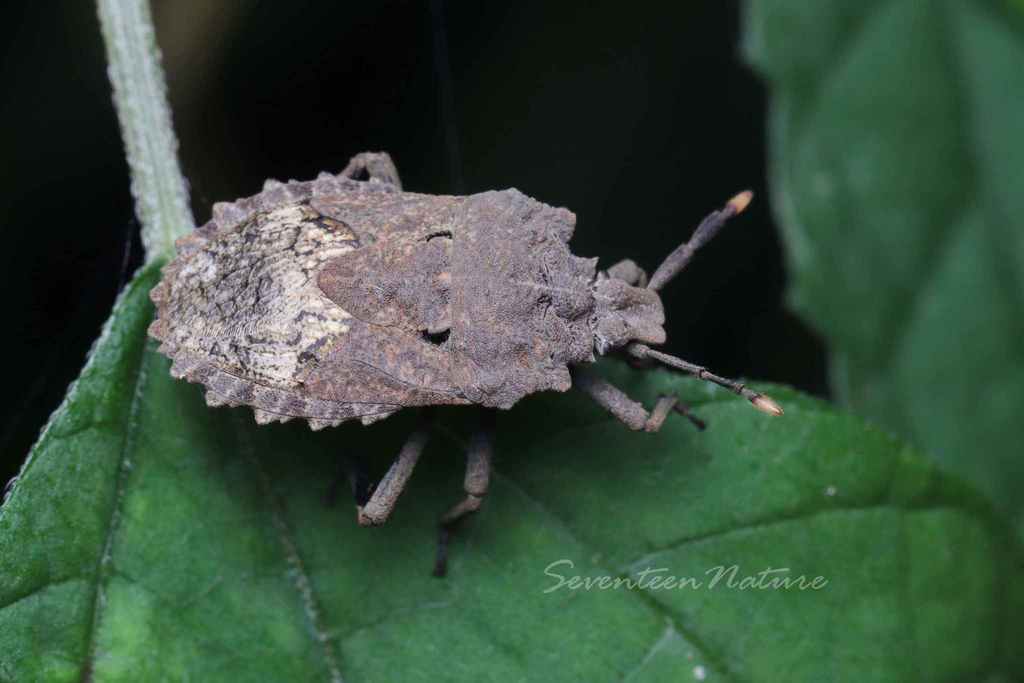 Megymenum parallelum from 中国安徽省黄山市休宁县 on October 4, 2021 at 10:23 AM by ...