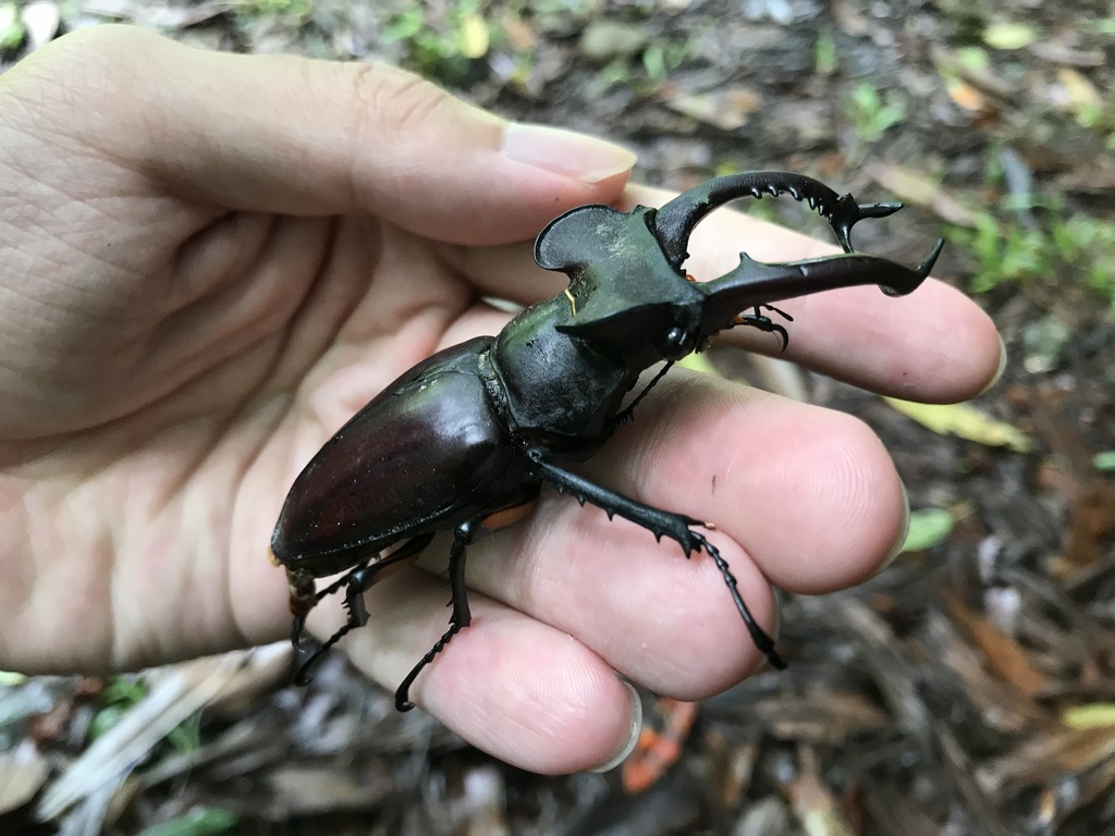 Lucanus maculifemoratus taiwanus from 竹山鎮, TW on August 03, 2021 at 10: ...