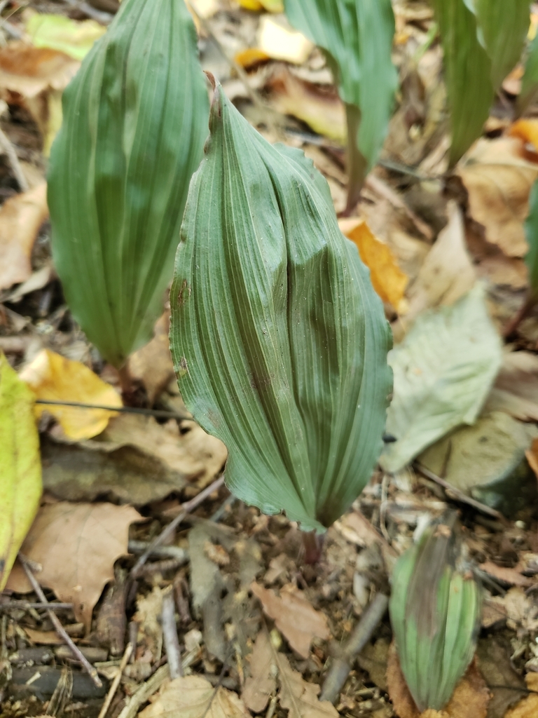 putty root from Graceham, MD 21788, USA on October 15, 2021 at 01:22 PM ...