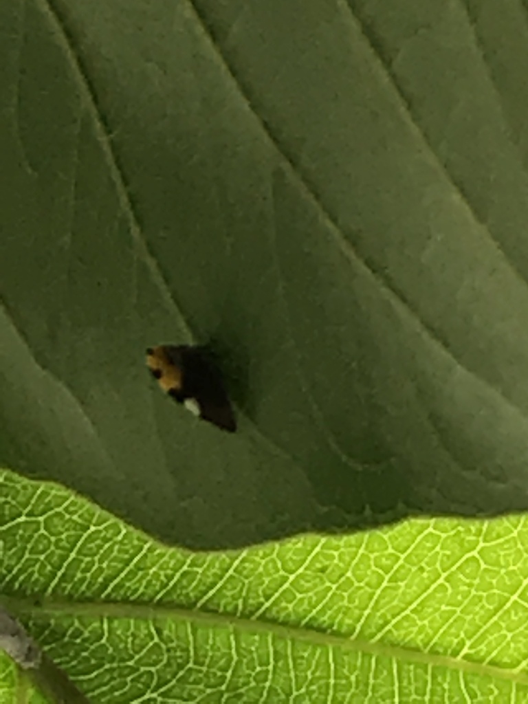 Mexican Treehopper from Carmen, MX-CM, MX on March 27, 2018 at 01:35 PM ...