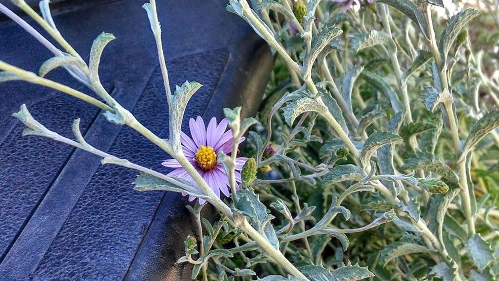 California Aster (Plants of the Foothill College California Native ...