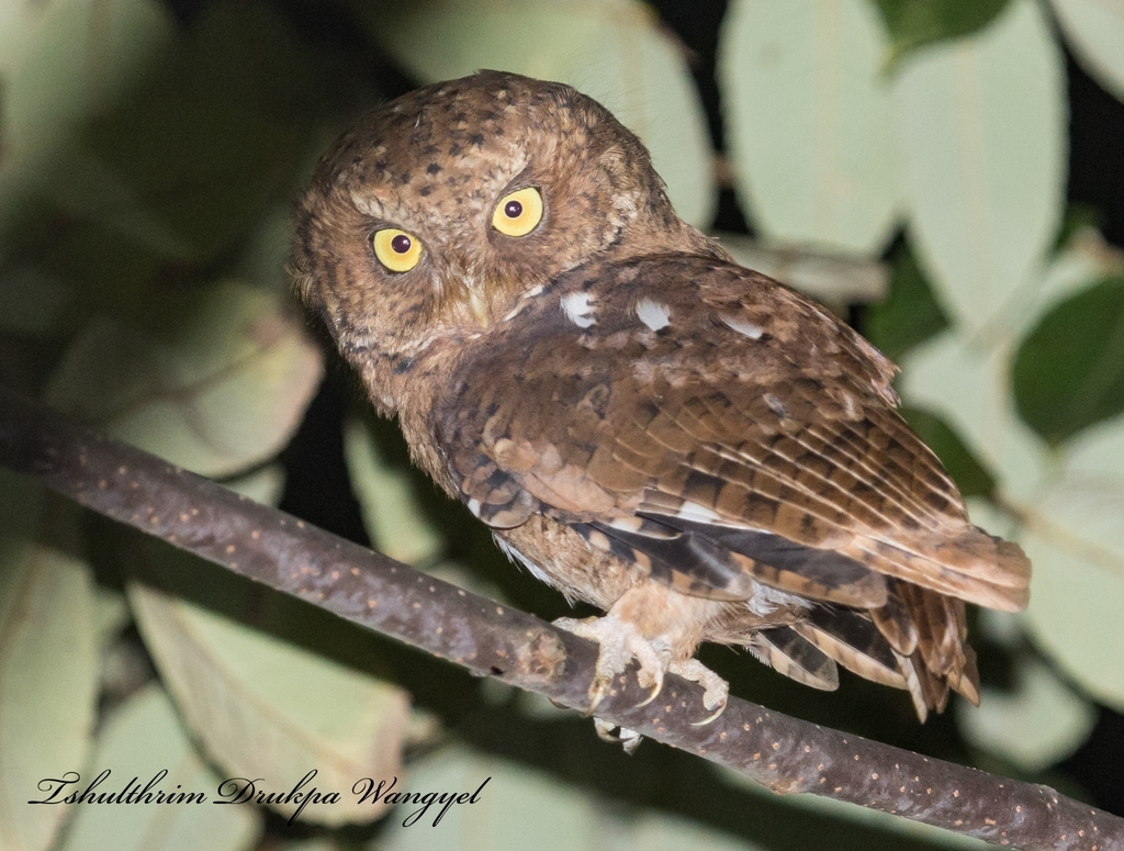Mountain Scops-Owl from Trashi Yangste on October 13, 2021 at 04:32 AM ...
