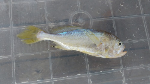 Genus Collichthys · iNaturalist