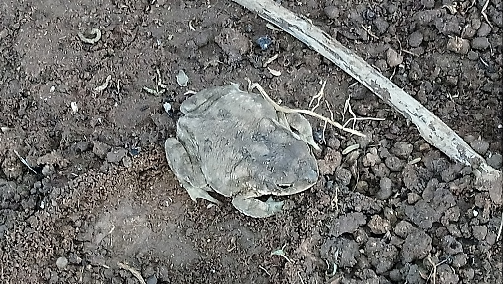 Indus Valley Toad from Bhat, Ahmedabad, Gujarat, India on April 27 ...