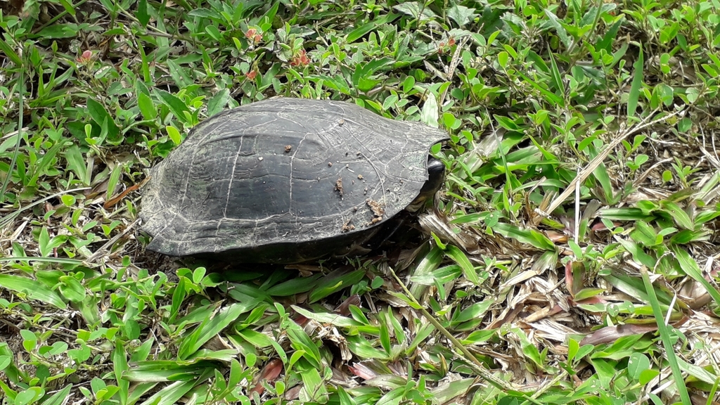 Black Marsh Turtle in April 2018 by SHAD RIZAL · iNaturalist
