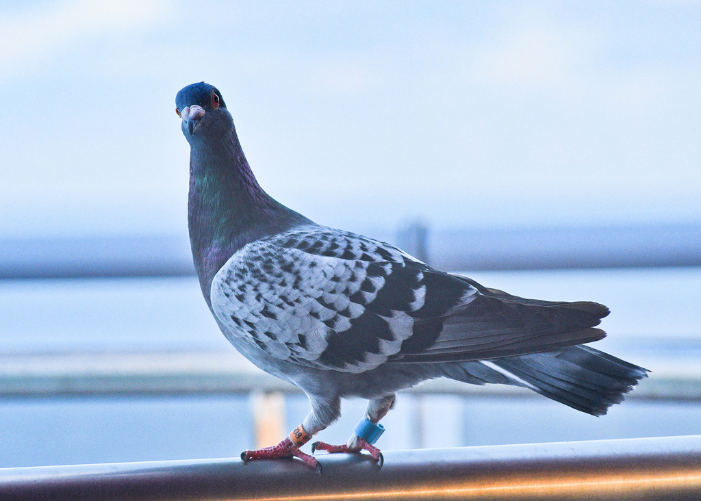 Feral Pigeon from Caribbean Sea, QROO, MX on October 12, 2021 at 06:57 ...
