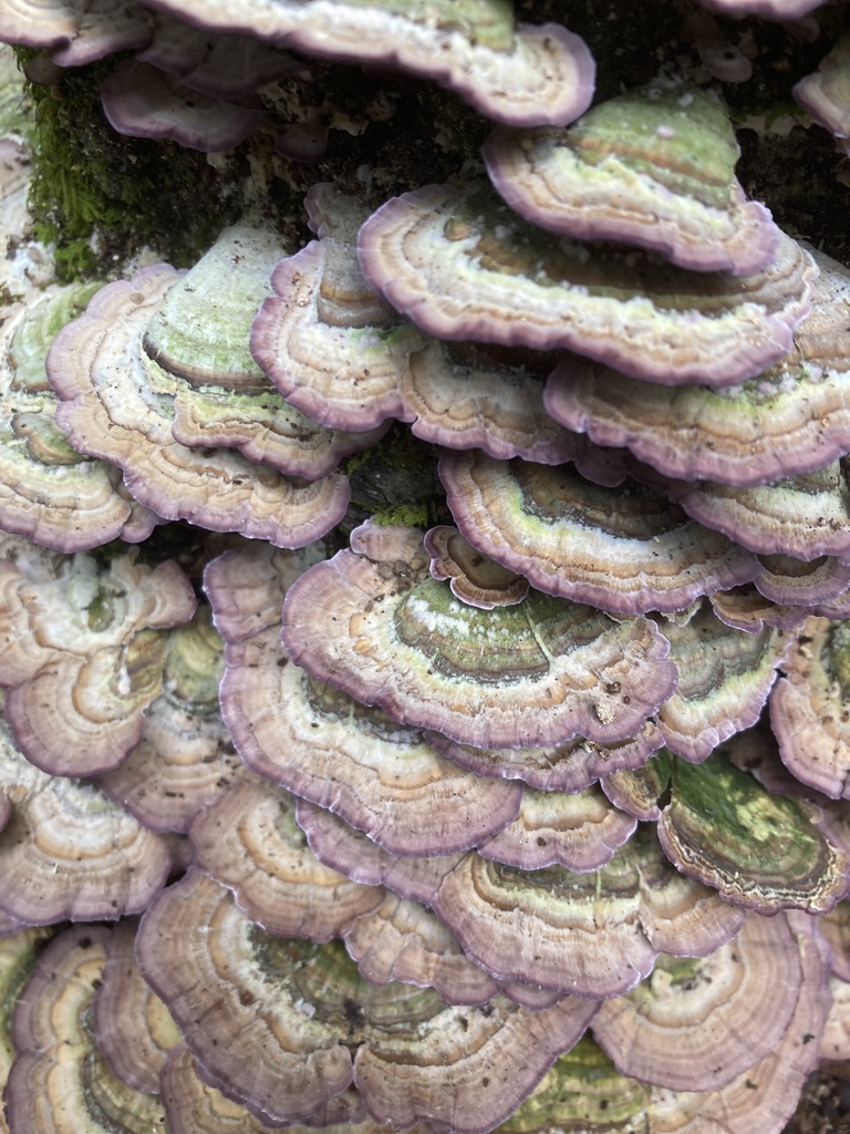 violet-toothed polypore from Guilford Courthouse National Military Park ...