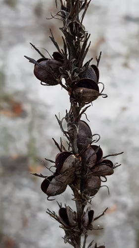 Bloodroot (Haemodorum spicatum) · iNaturalist