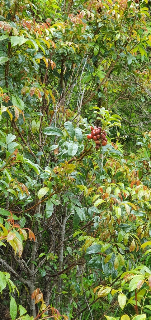 scentless rosewood from Wapengo NSW 2550, Australia on October 13, 2021 ...