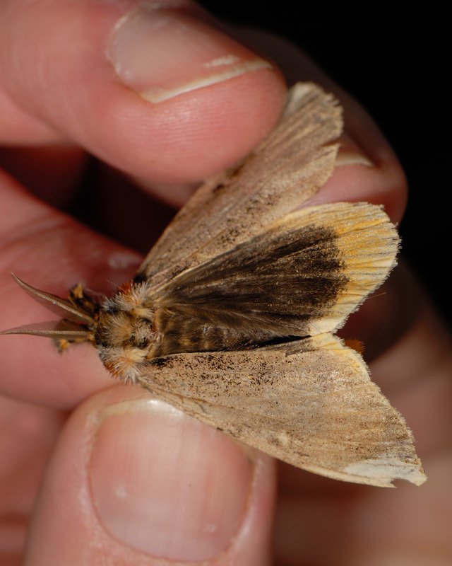 Numenes numatai from Nam Nao National Park on December 15, 2011 by Jan ...