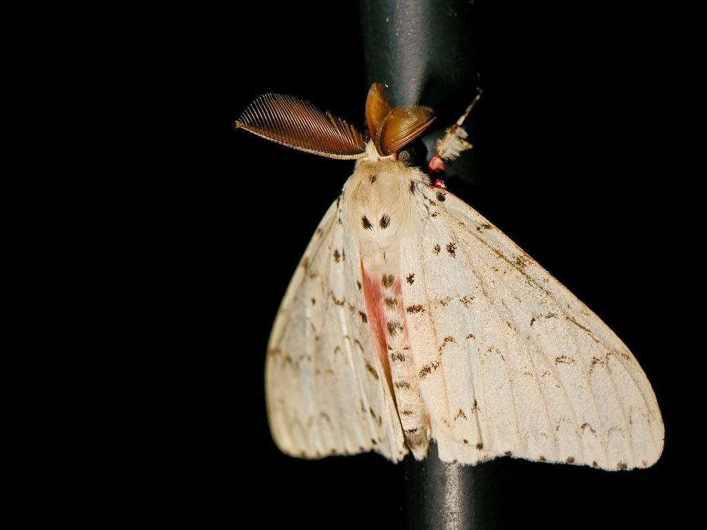 Lymantria brotea from Mae Wong National Park on September 30, 2012 by ...